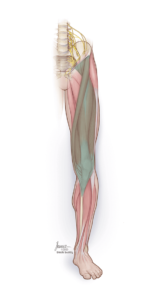 Fascia Iliaca Block | Perform Nerve Blocks With Block Buddy