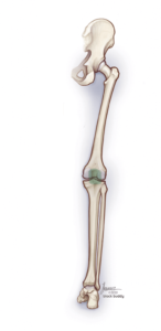 iPACK Block Knee Block | Learn Techniques With Block Buddy