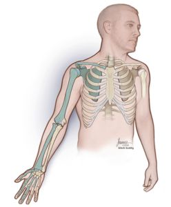 Interscalene Block Ultrasound Guided Technique | Block Buddy